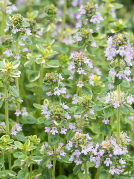 Macierzanka cytrynowa ' Gold Stream'